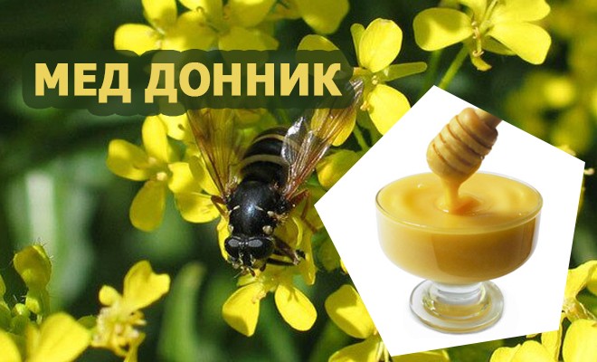 Как выглядит мед донника: полезные свойства, противопоказания, рецепты ...